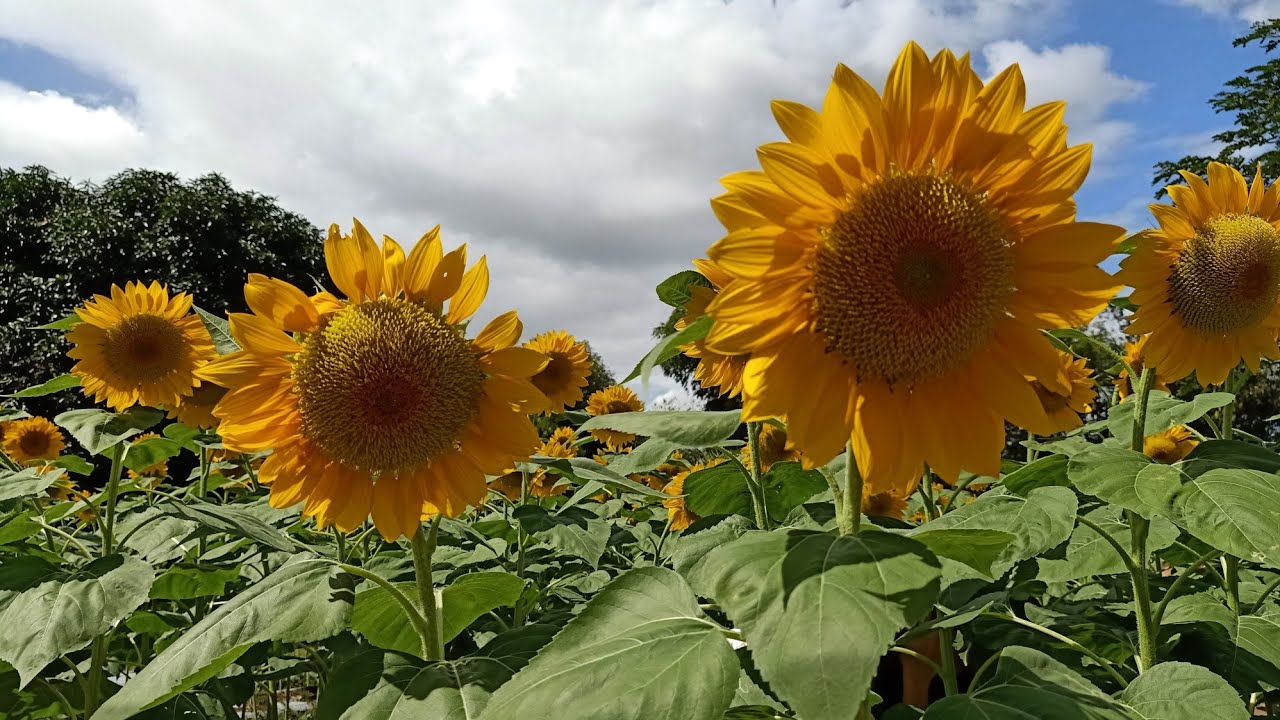 (Part 2) Windmill x Sunflora Farm - YouTube