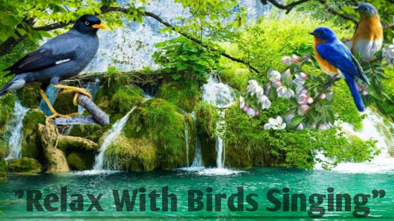 Bird Singing -Birds Sounds Relaxation in Nature - YouTube