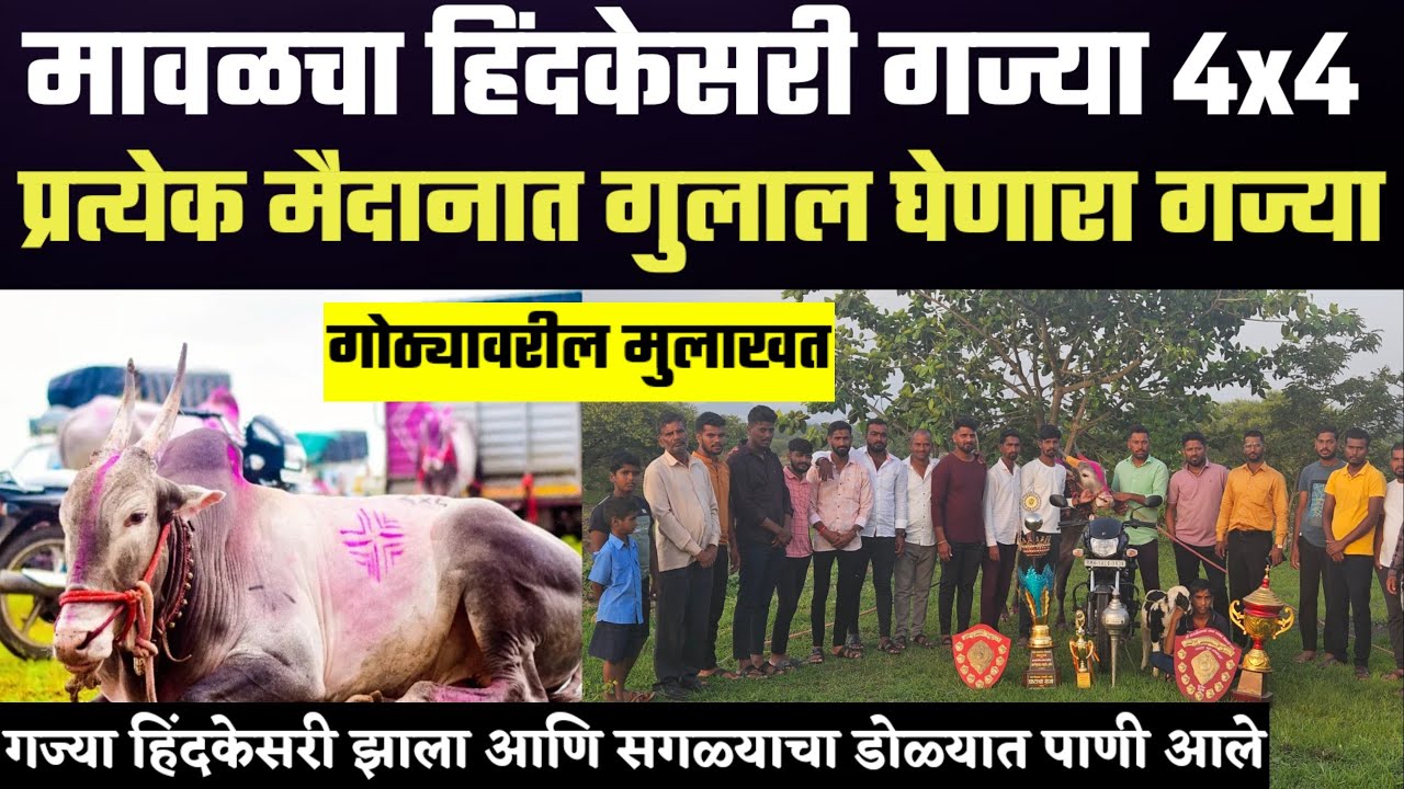 मावळचा हिंदकेसरी गज्या 4X4 बैलाची मुलाखत ? Gajya 4X4 Bailachi Mulakht ...