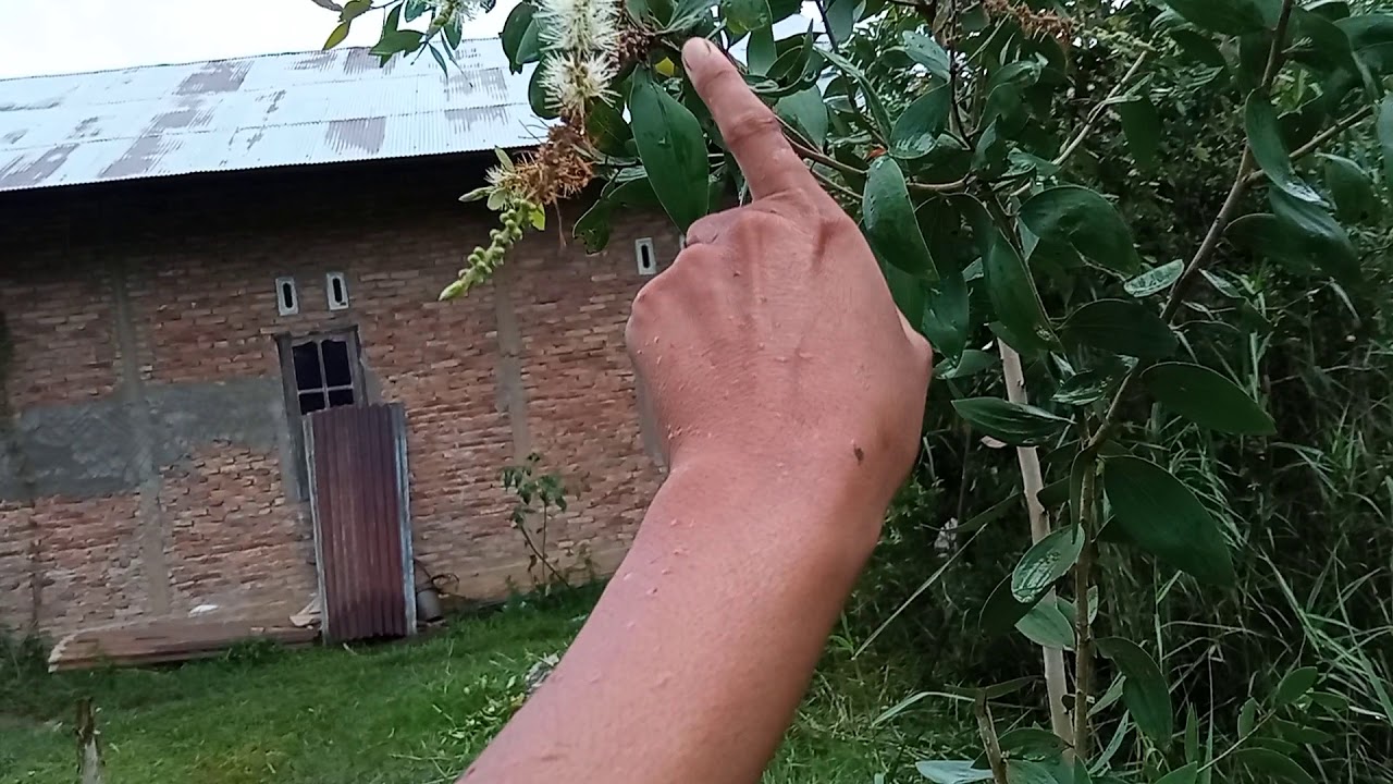 Vegetasi kelulut nektar melimpah || pohon galam - YouTube