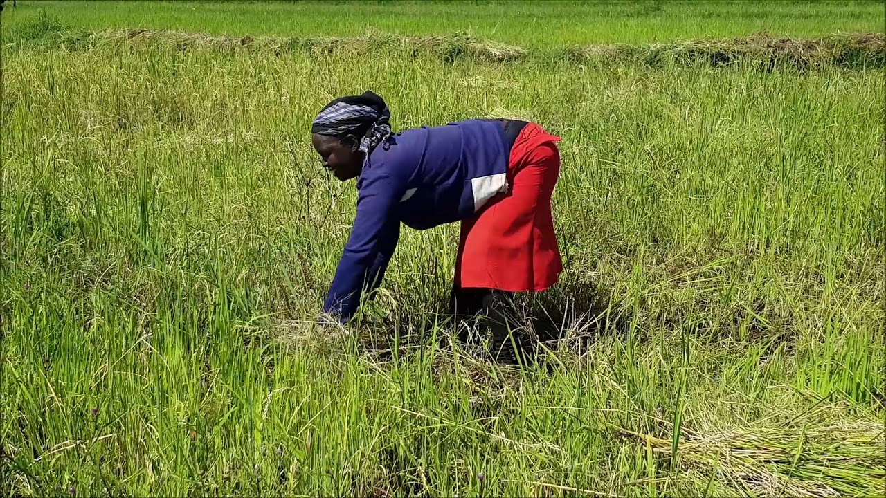 Mwea Rice. Mwea. Muranga. Kenia - YouTube