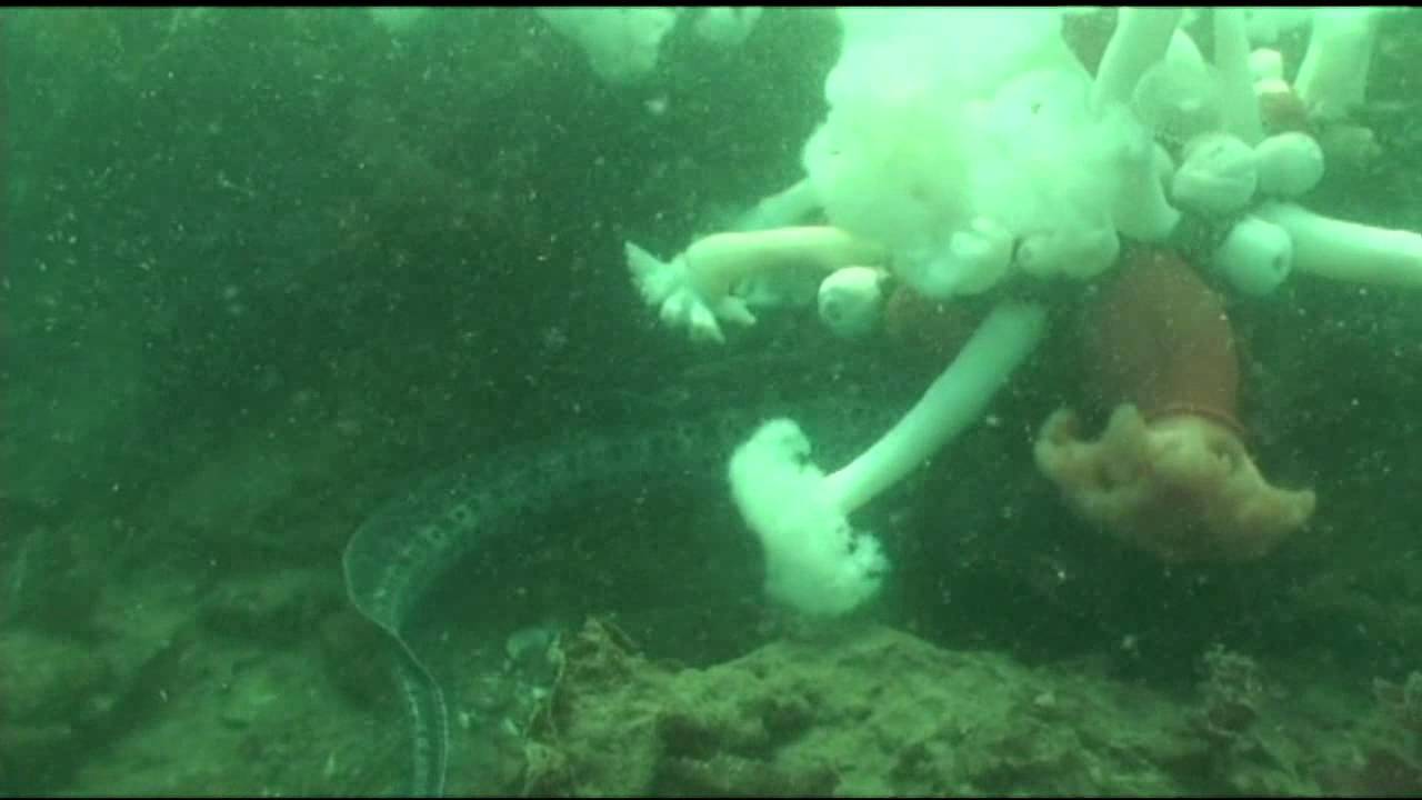 wolf eel eating a crab: 5-26-2014 sund rock Hoodsport Wa - YouTube