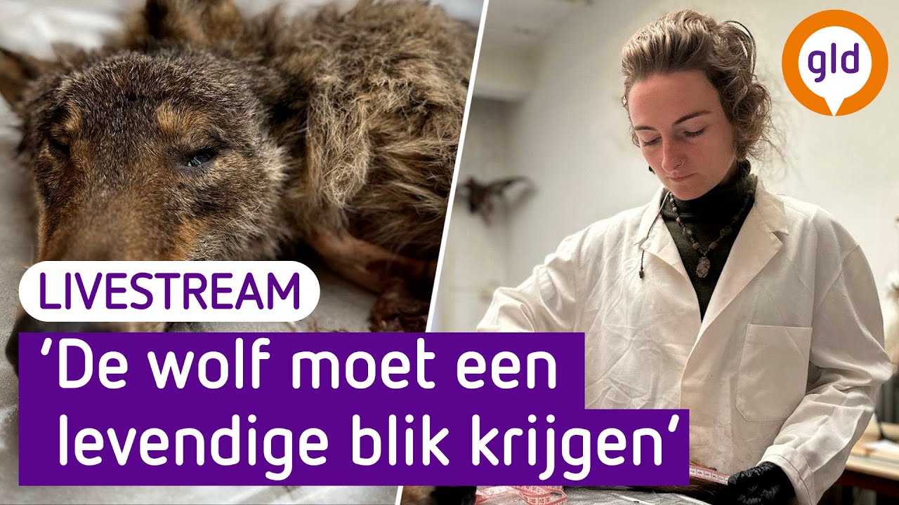 Doodgeschoten mannetjes wolf wordt opgezet - YouTube