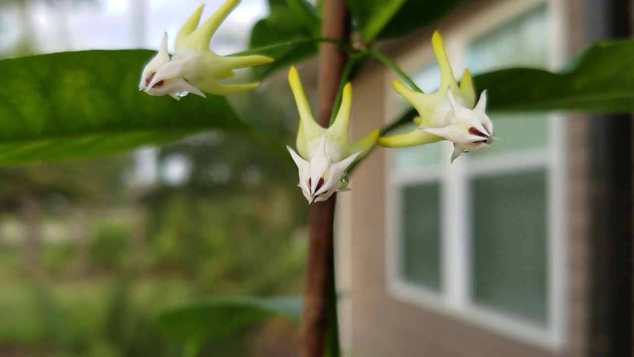 Shooting star hoya, aka Hoya multiflora - YouTube