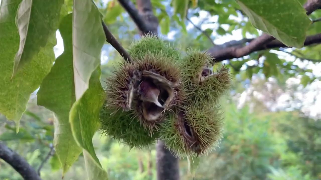 First Day of Fall Forest Garden Walk - YouTube