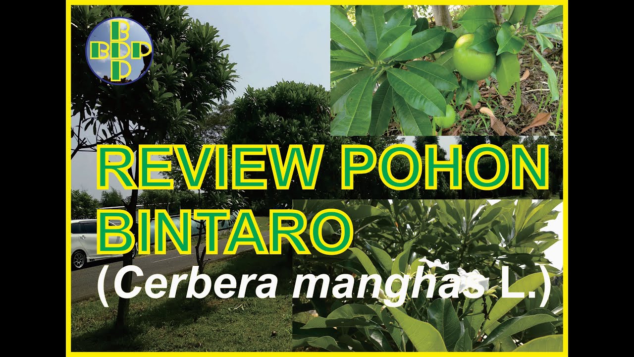 REVIEW POHON BINTARO (Cerbera manghas) | BUDIDAYA PERTANIAN - YouTube
