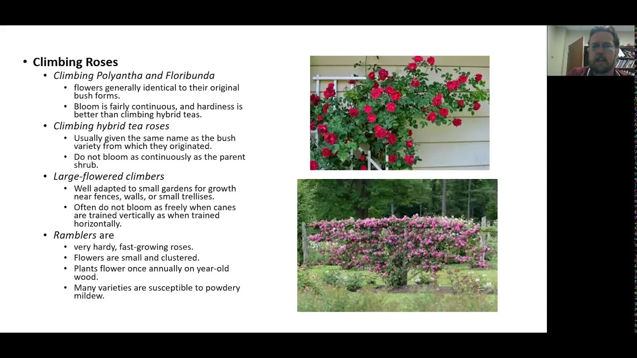 Introduction to Roses - YouTube
