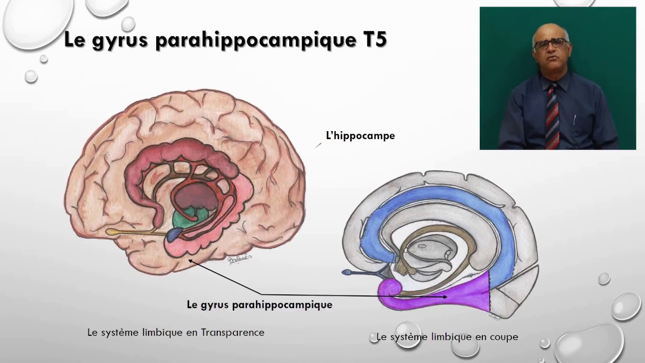 Le gyrus parahippocampique - YouTube