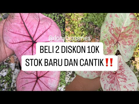 BELI 2 DISKON 10K‼️ STOK BARU‼️ #keladi #tanamanhias #caladiumlovers # ...