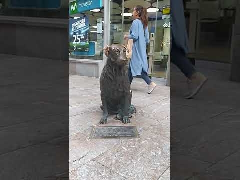 Rufo el perro de Oviedo. - YouTube