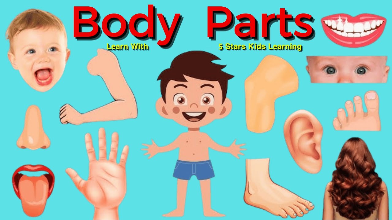 Body Parts Name Learning for Kids | Fun Body Parts Song | 5 Stars Kids ...