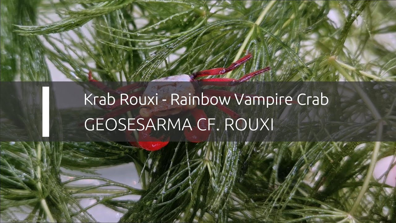 Krab Rouxi - Rainbow Vampire Crab – Geosesarma cf. rouxi (www.shrimp.sk ...