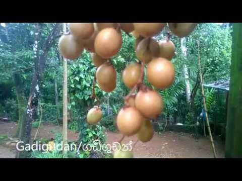 Gadigudan - ගඩිගුඩන් - YouTube