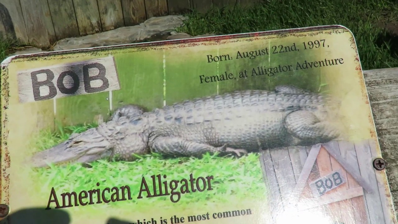 Bob the Female American Alligator Was Born Without a Tail! Alligator ...