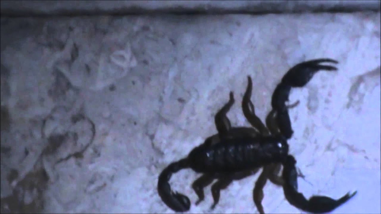 Scorpion in Kadikoy, Istanbul, Turkey 03/03/2014 - YouTube