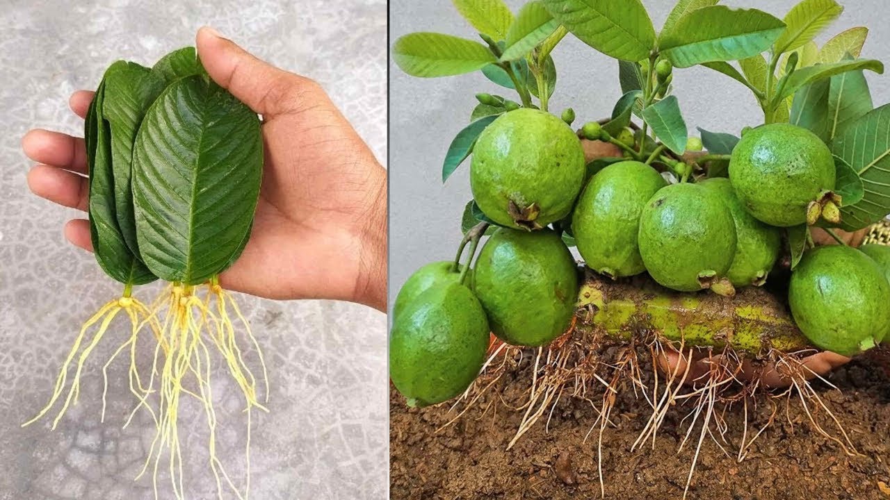 Unique Idea : Grafting Small Tree | Wild sweetsop fruits grow | Home ...
