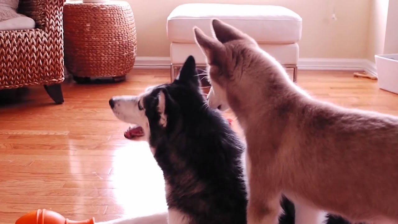Mishka gets a Husky Haircut - YouTube
