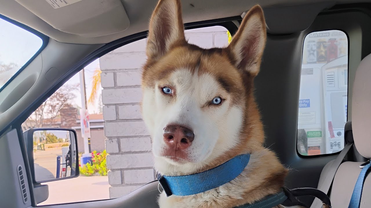 husky 🐕🐶 Sunday ☀️ afternoon at the lake 🏞️ - YouTube