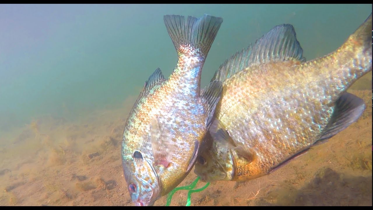 Catch and Cook Bluegill/Sunfish - Fish Soup (Kimchi Fish Soup) - YouTube