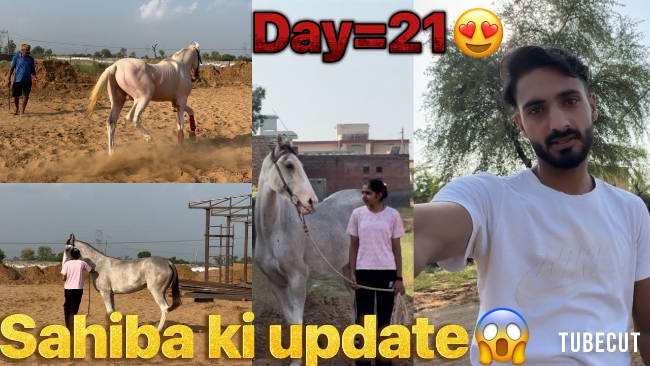 Day=21 🐎😍 .. Sahiba ki sari update 😱.. aaj vikraant ko di lunjing ki ...