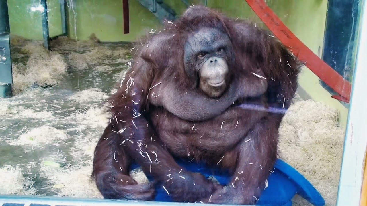 Episode 10: Fat Monke Problems - YouTube