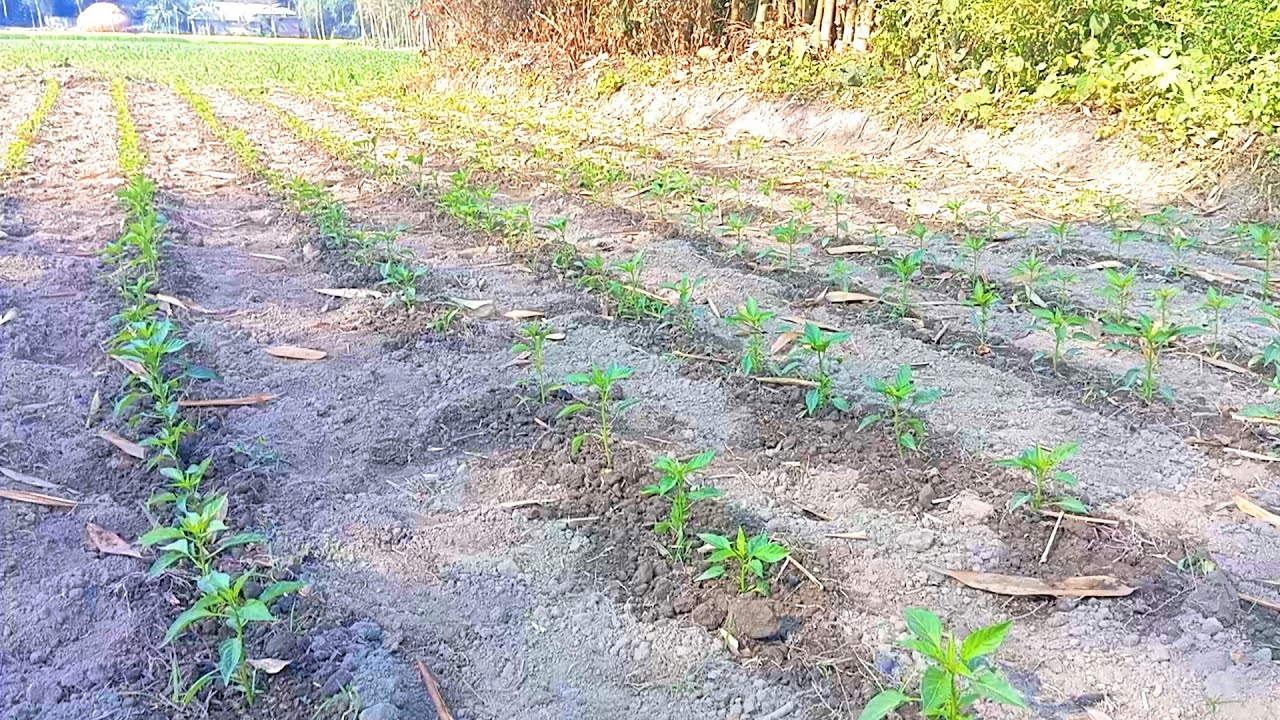 আমার মরিচ ক্ষেত||Doyel Agro||Shamol S Ray - YouTube