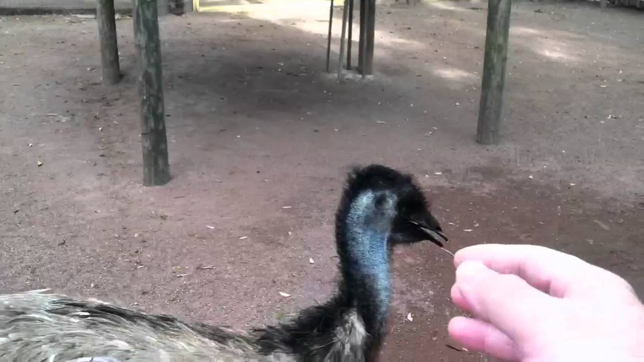 Emu attack - YouTube