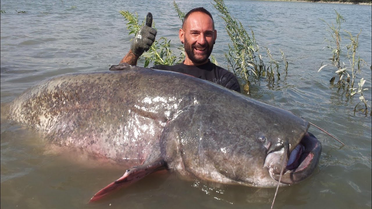 LOOK THE SIZE OF THIS ITALIAN CATFISH - HD by CATFISHING WORLD - YouTube