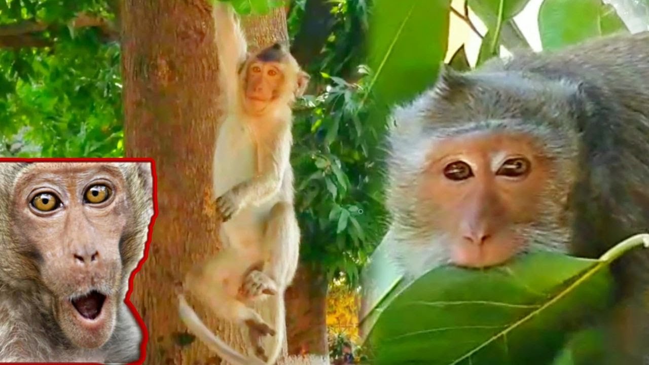 Cute and funny baby monkey playing , cute cute - YouTube