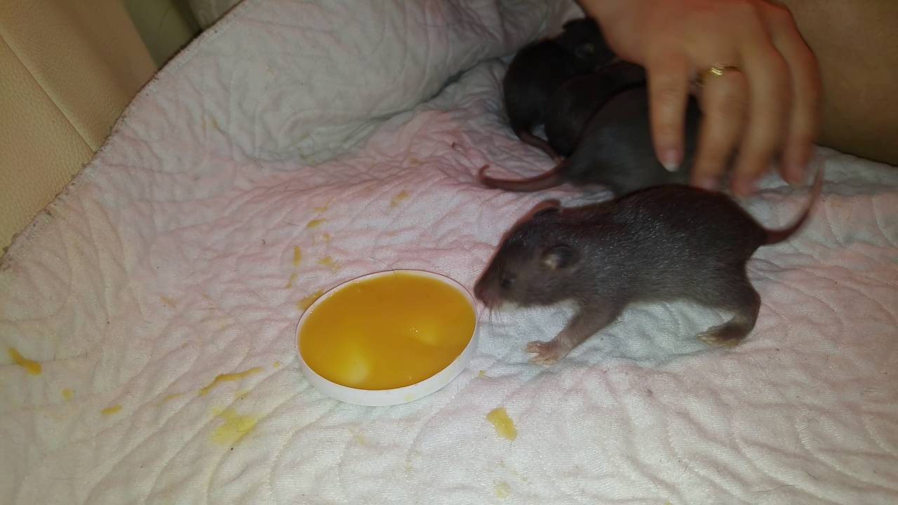 Gambian Pouched Rats Playtime - YouTube