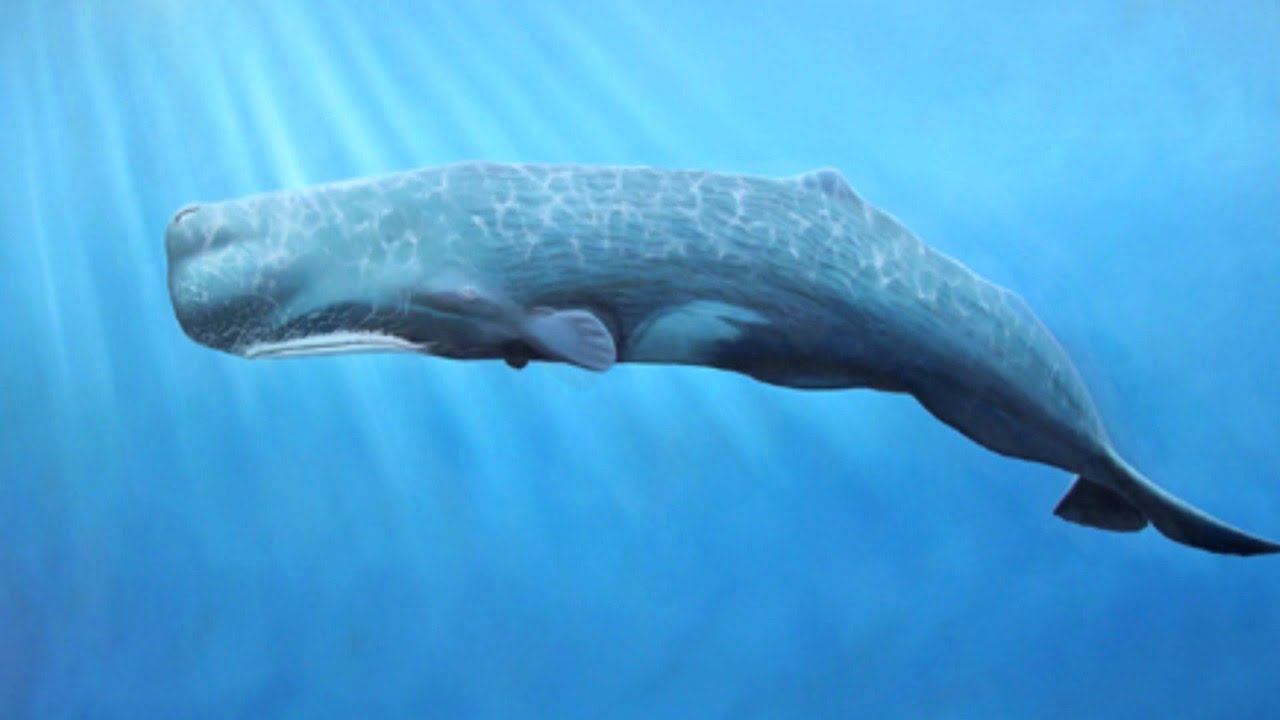 Potvis pis - YouTube