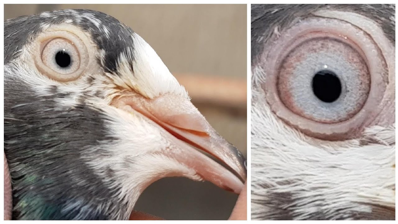 Ch Sakhi ke Teddy Kabootar | High Flying Teddy Pigeon Breeders | Teddy ...