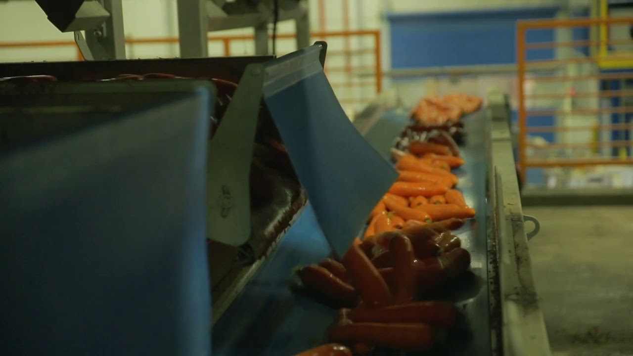 robotics at the service of agriculture automatic sorting carrots - YouTube