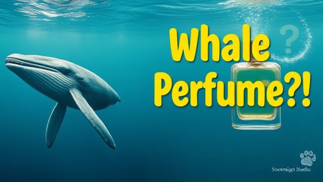 Whale Perfume?! The Ambergris Secret - YouTube