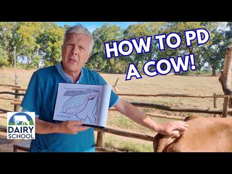 Manual Pregnancy Diagnosis in Cows: A Step by Step Guide
