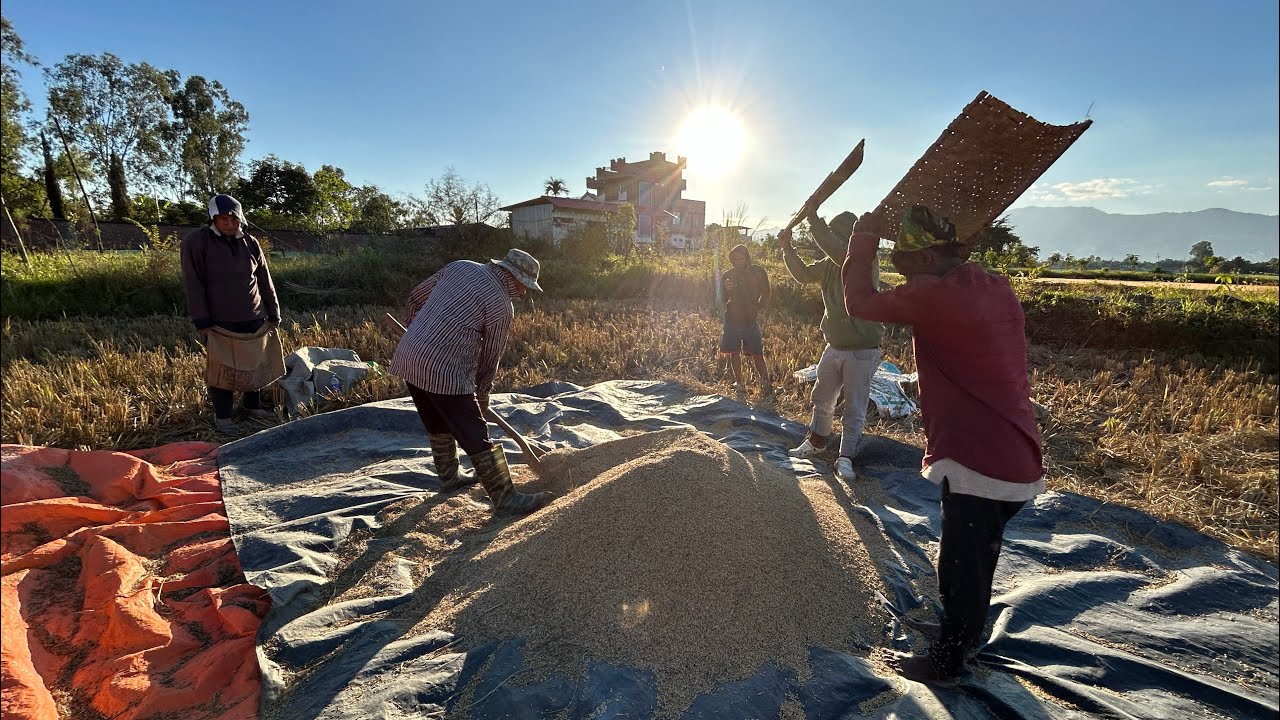 Paddy Harvesting In [ Old Traditional ] Indigenous Manipuri Meitei ...