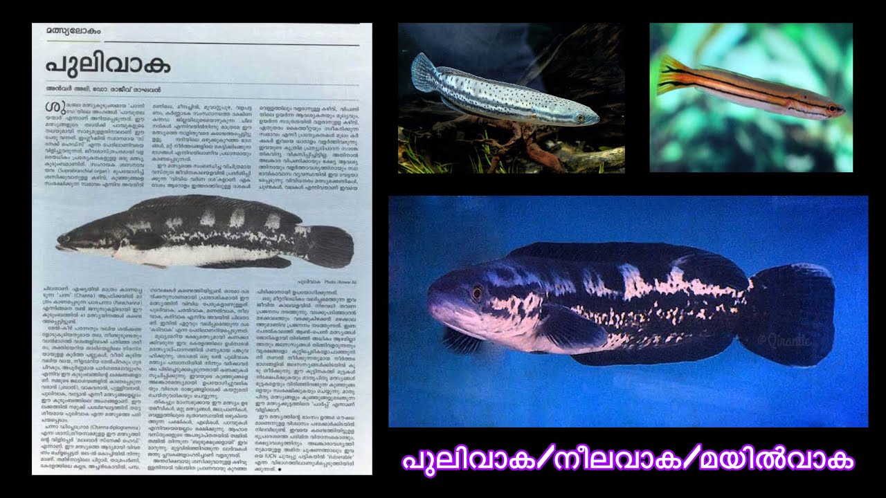 വാകവരാൽ||Snakehead Fish||പുലിവാക||മയിൽവാക||നീലവക||Snakehead Fishes in ...