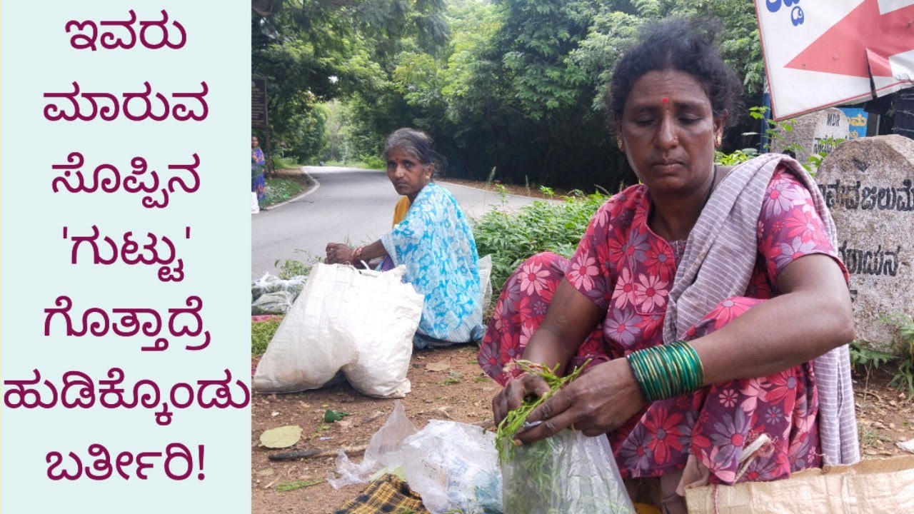 ಕಾಡು ಸೀಗೆ ಸೊಪ್ಪು/Kadu Sige Soppu/Rainy Season Lettuce/seege soppu ...