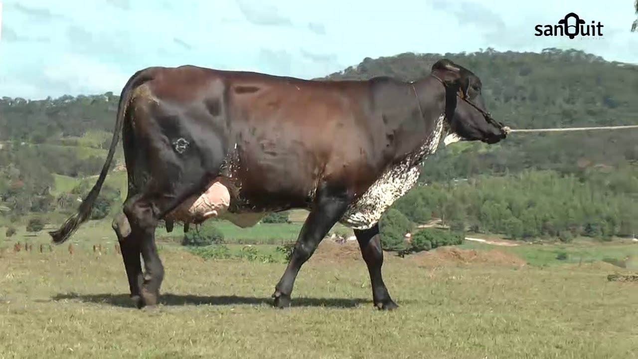 LOTE 8 FROTA FIV EXTREMA HEADLINER DA SANQUIT - YouTube
