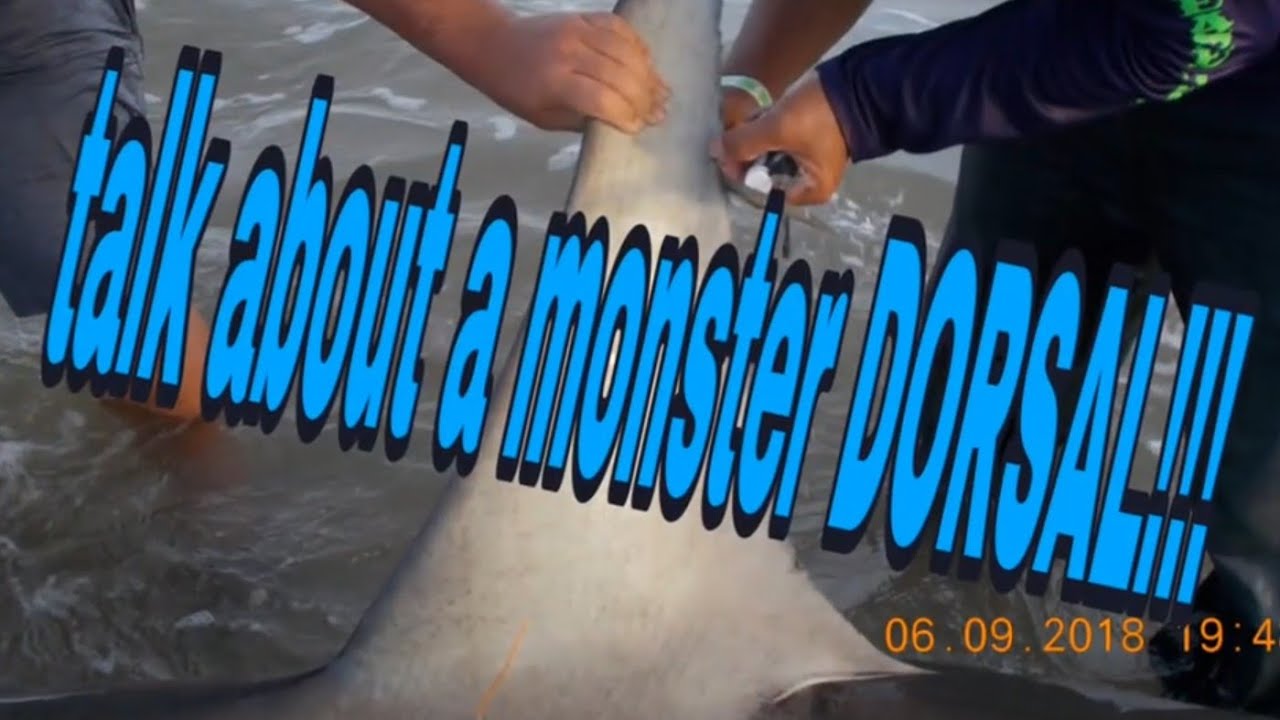 Pro Monster shark fishing beach tactics - YouTube
