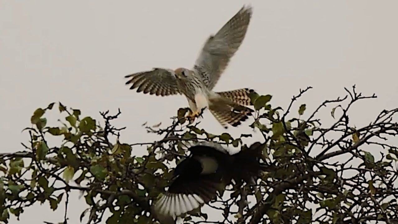 Pustułka (sokół) kontra sroki / Kestrel vs magpies - YouTube
