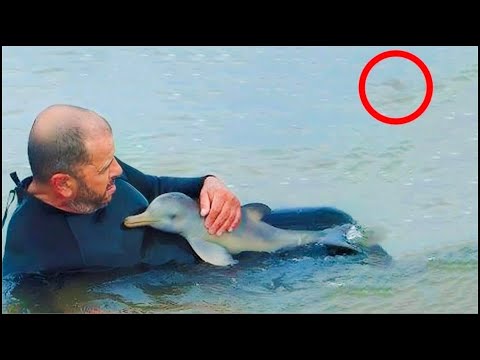 Hombre Salva A Un Delfín Bebé, Pero No Se Percata De Lo Que Viene ...