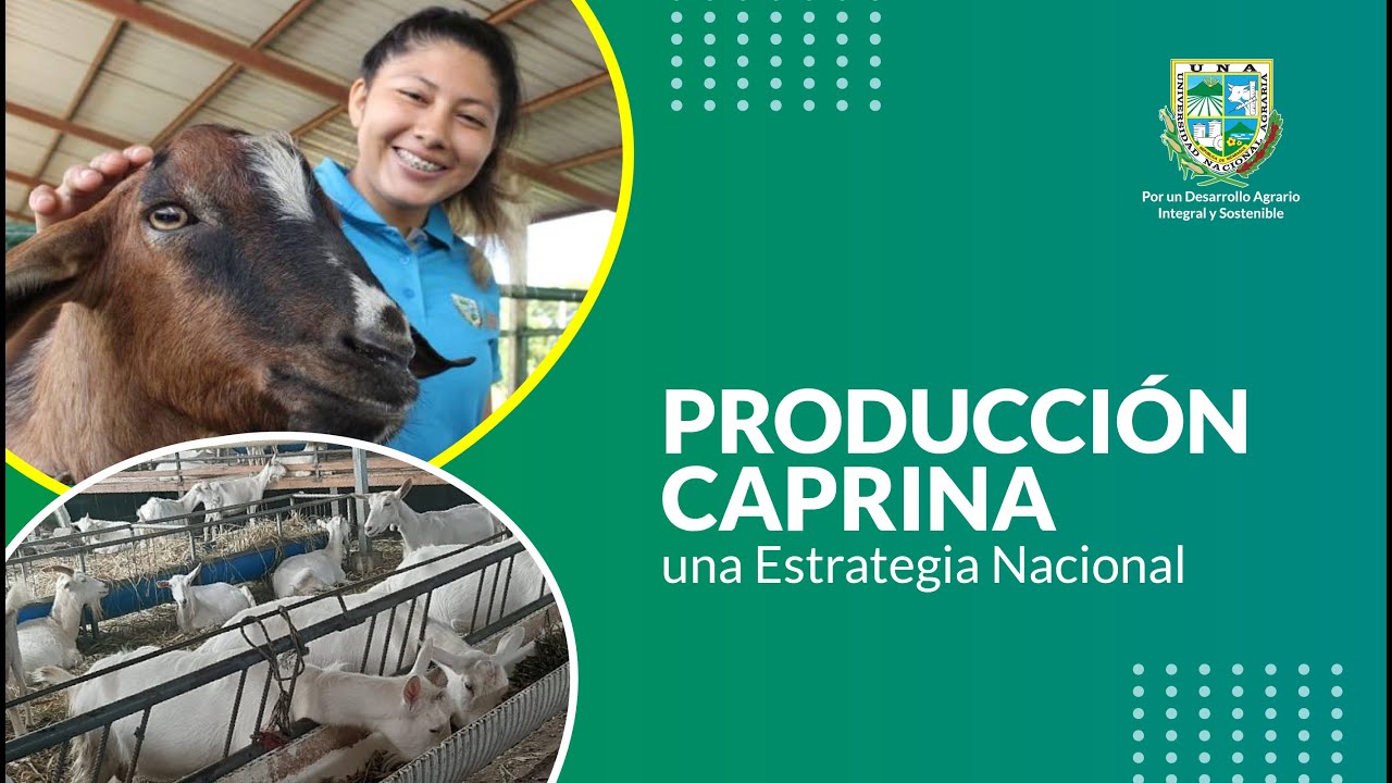 Producción Caprina una Estrategia Nacional - YouTube
