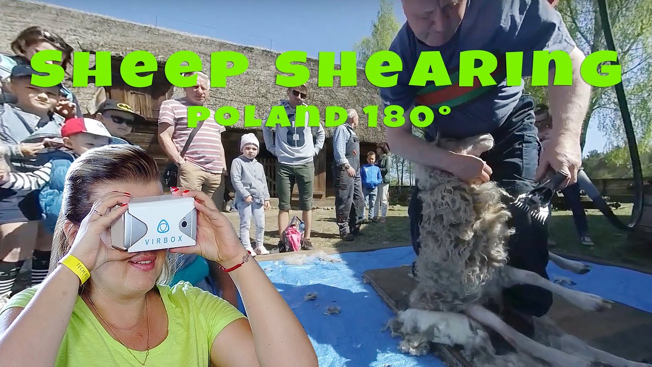 Sheep Shearing. VR 180° stereoscopic video for virtual reality headset ...