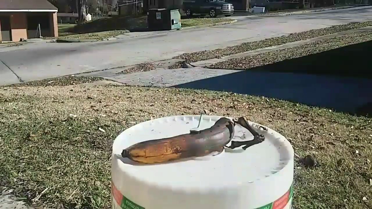 Firecracker vs banana - YouTube