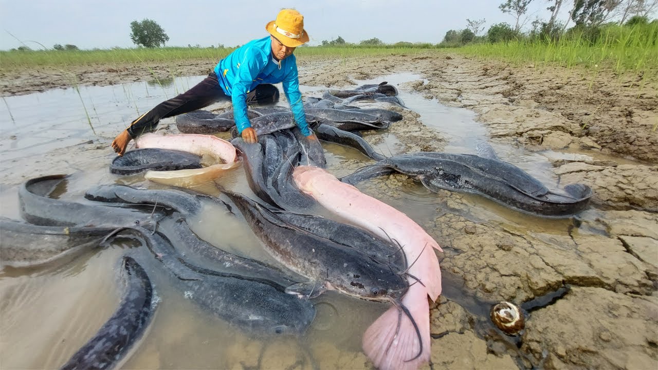 Wow Best Hand Fishing! Catch a Lot of Fish by Hand in Paddy Field - YouTube
