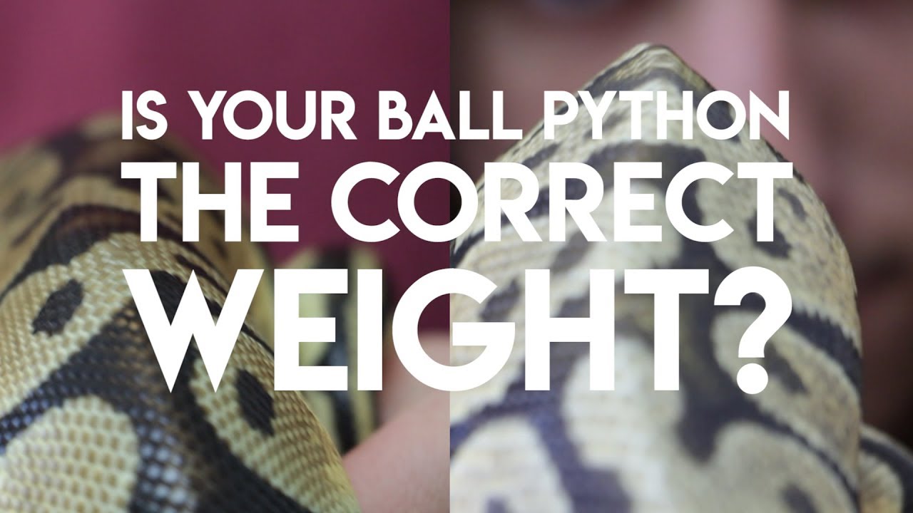 How to Tell if Your Ball Python is Underweight - YouTube