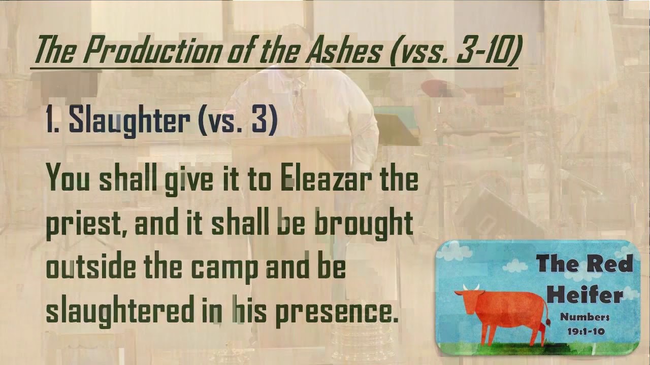 Sermon - The Red Heifer - Numbers 19:1-10 - August 16th 2020 - YouTube