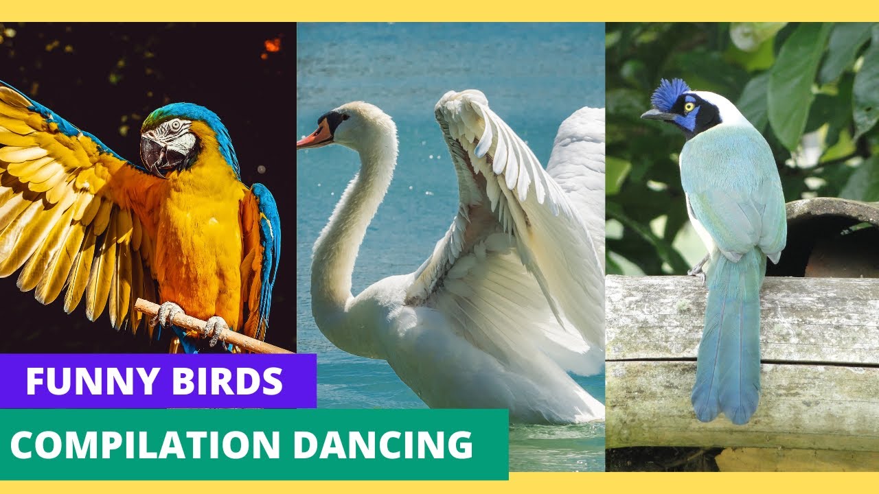 II Amazing Dancing Bird / Most Wonderful Dancing Birds In The World 🐦 ...