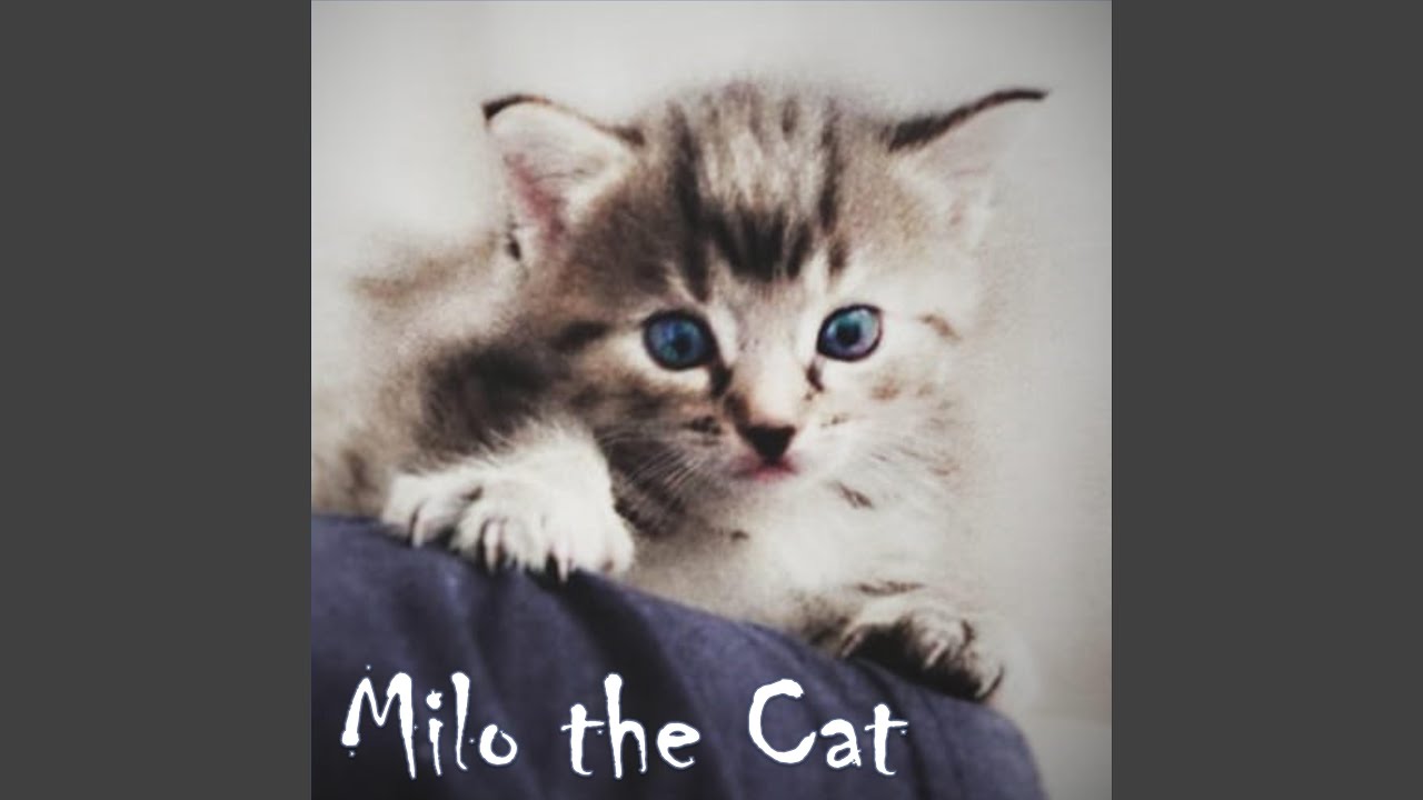 Milo the Cat - YouTube